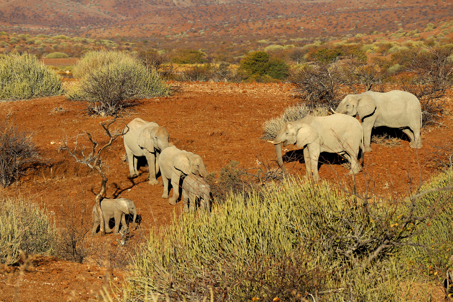 Namibia’s Secret Ivory Business | ChinaFile