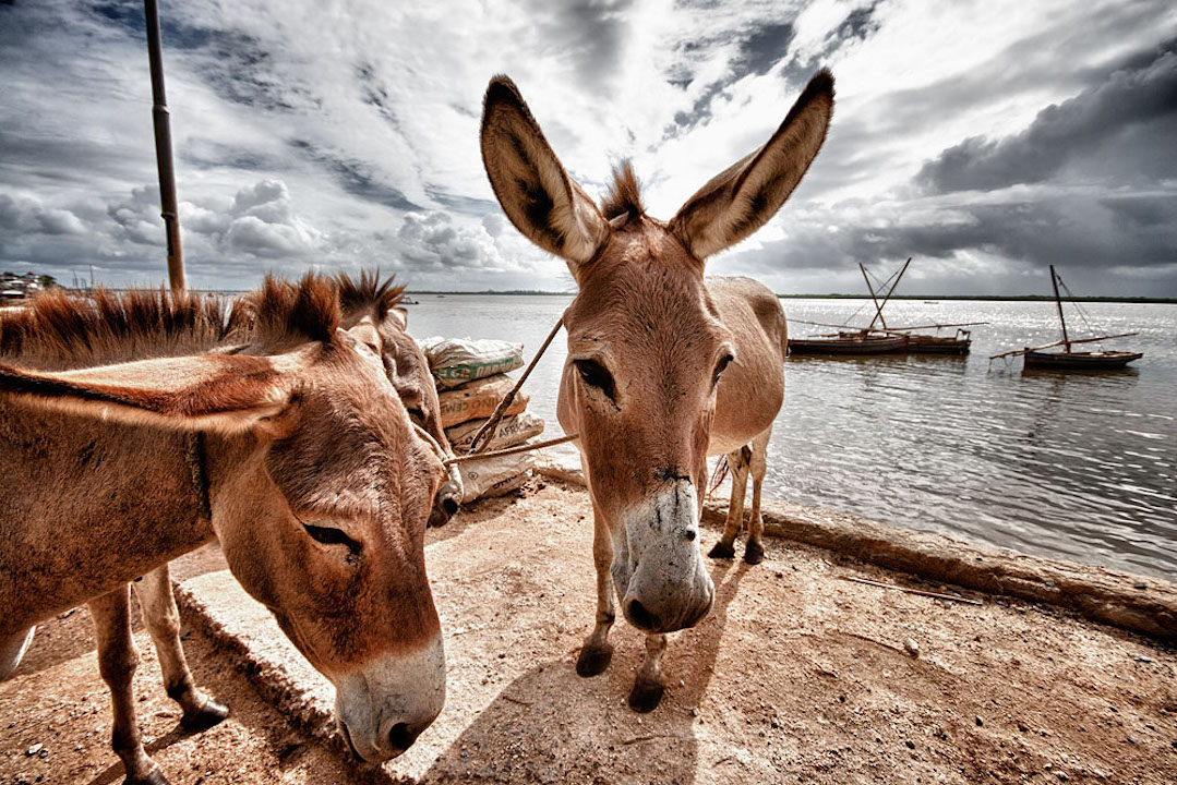 Donkey Skin Is the New Ivory | ChinaFile