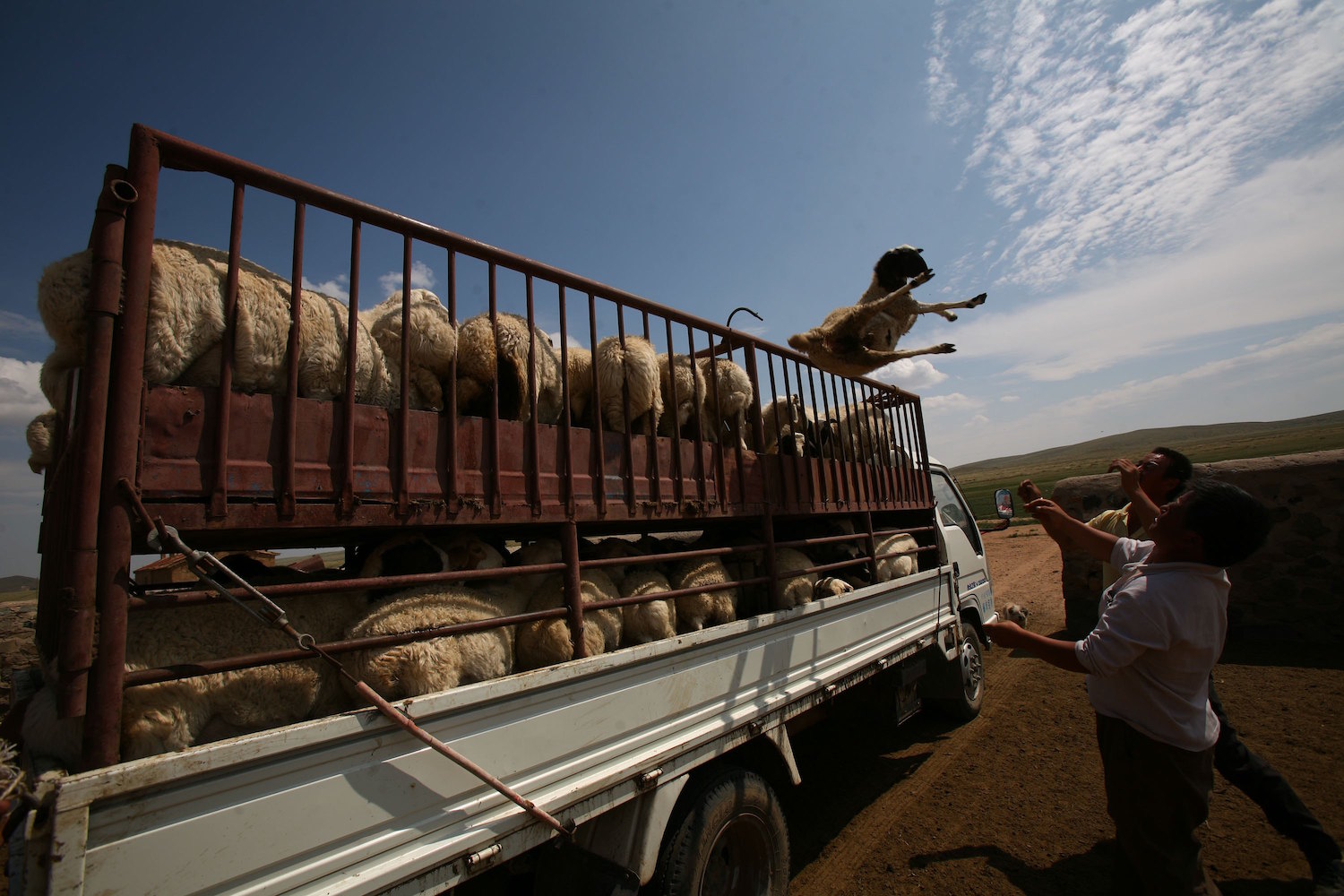 An Imperial Sheep Chase | ChinaFile